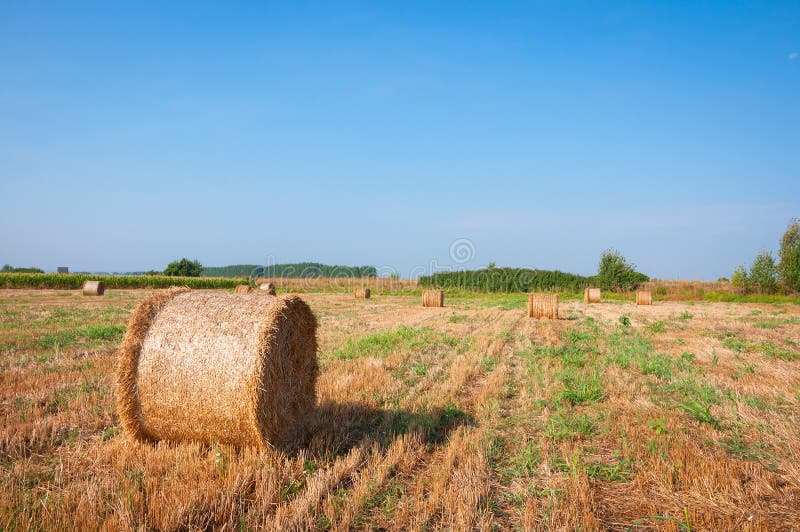 The Mown wheat and straw stock photo. Image of hayfield - 56395300