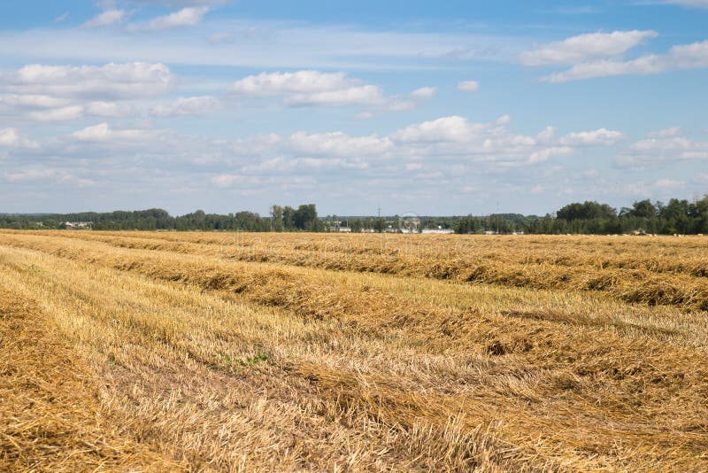 Mown wheat and straw stock photo. Image of barley, bale - 61519104