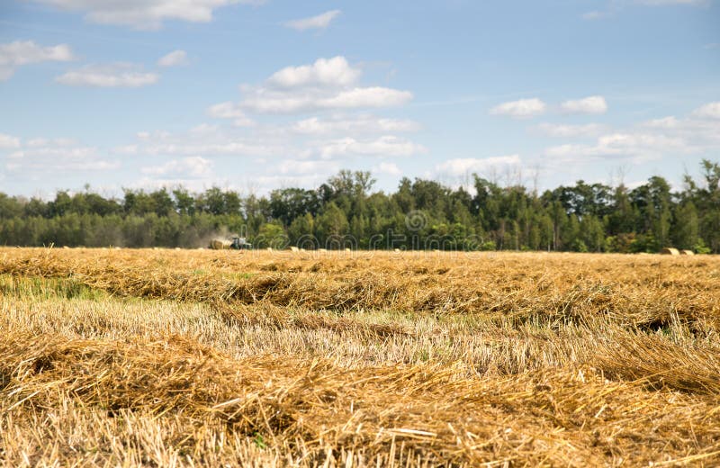 Mown wheat and straw stock photo. Image of harvest, economy - 61519300