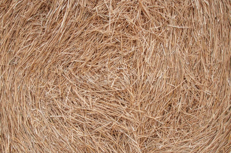 Mown Yellow Grass, Beautiful Texture, Straw Patterns Stock Image ...