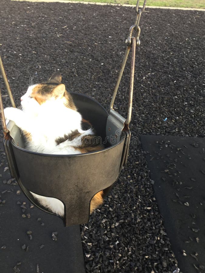 Moxy our cat stock photo. Image of moxy, swinging, park - 89555284