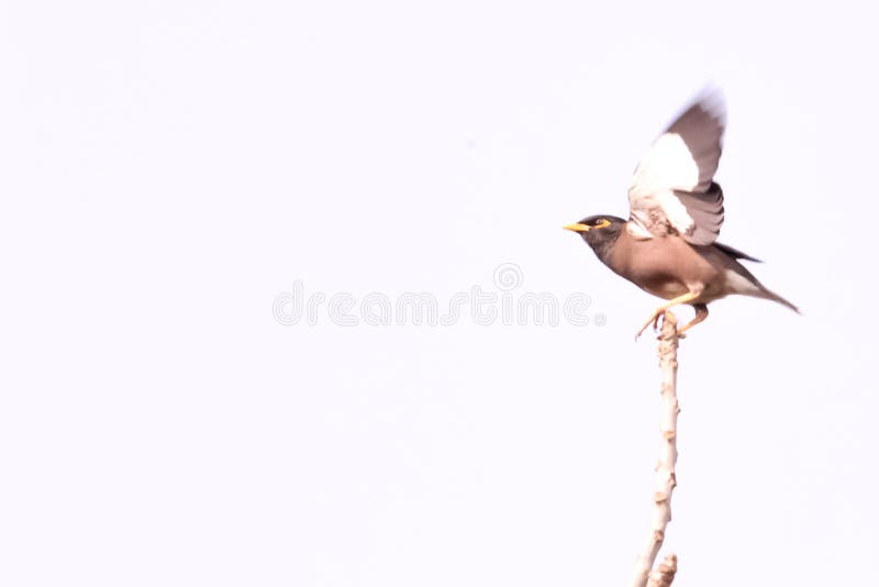 Moyna Bird Stock Photos - Free & Royalty-Free Stock Photos from Dreamstime