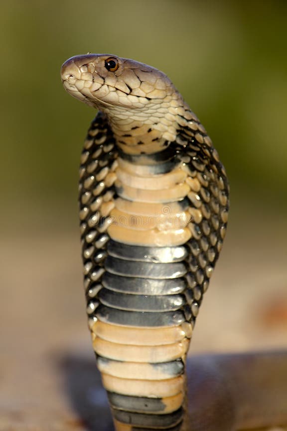 538 Spitting Cobra Stock Photos - Free & Royalty-Free Stock Photos from ...
