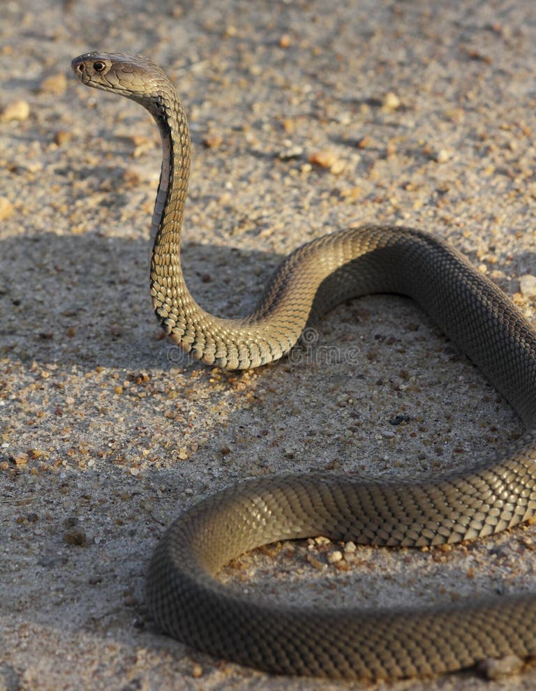 Mozambique Spitting Cobra Stock Photos - Free & Royalty-Free Stock ...