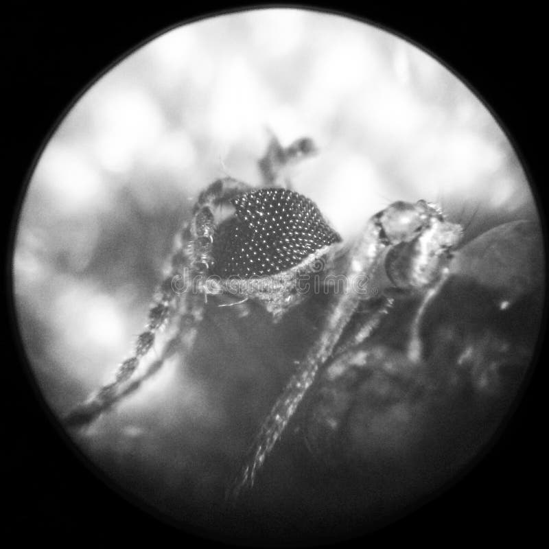 Mozzie Mugshot stock photo. Image of legs, mosquito, bugs - 92782802