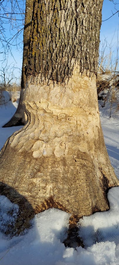 Chomp Chomp stock image. Image of teeth, hard, trunk - 233724469