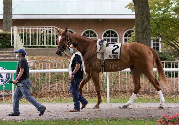 Mr. Buff Poses in the Empire Classic at Belmont Park Editorial ...