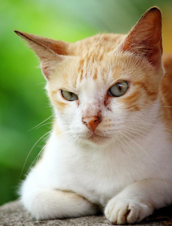 Mr Cat Stock Photos - Free & Royalty-Free Stock Photos from Dreamstime