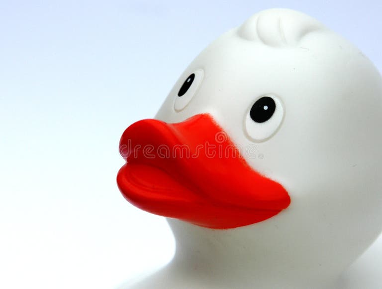 Mr. Duck... stock image. Image of friend, pecker, bath - 2472755