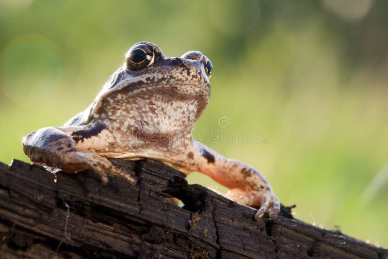 Mr. Frog stock image. Image of tribune, animal, politician - 14042125