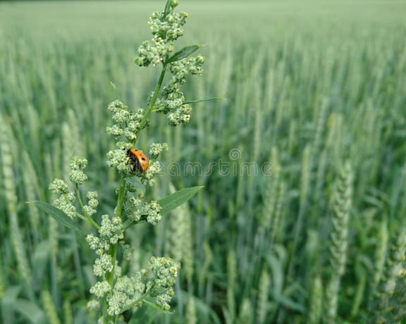 Mr Ladybug stock image. Image of field, ladybug, green - 74468589