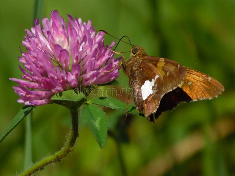 Mr. Moth stock photo. Image of pollinator, moth, plants - 44171734