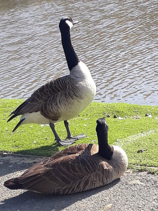 Mr Mrs Geese Stock Photos - Free & Royalty-Free Stock Photos from ...