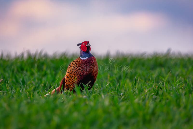 Mr. Pheasant stock photo. Image of sunset, spring, cloudy - 319460442