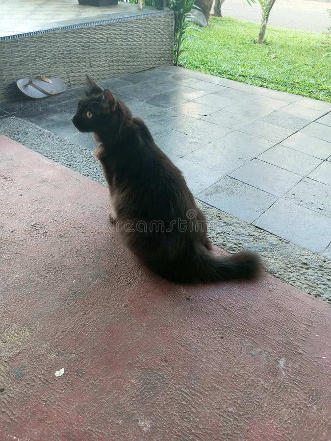 Mr Puma the Blackcat Big Fat Cat Sitting Cat Stock Image - Image of ...