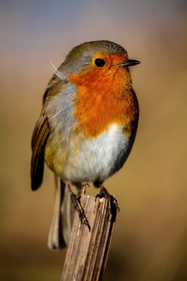 Mr Robin Stock Photos - Free & Royalty-Free Stock Photos from Dreamstime