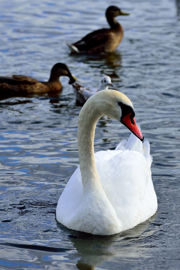 Mr Swan. stock image. Image of metamorphosis, blue, flying - 77740573