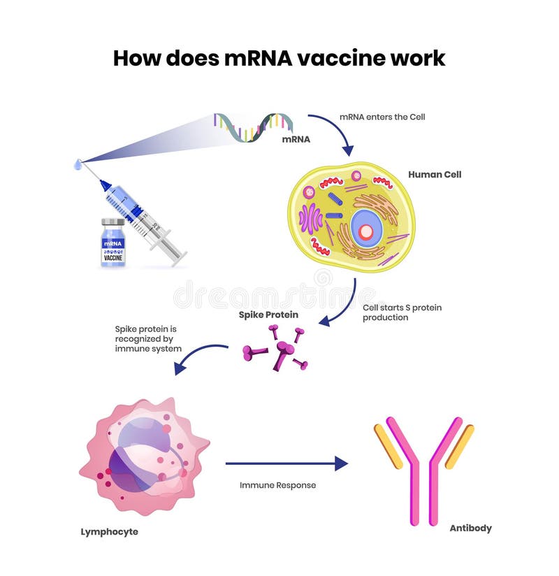 Mrna Vaccine Mechanism Action Stock Illustrations – 10 Mrna Vaccine ... Mrna Vaccine Mechanism Action Stock Illustrations – 10 Mrna Vaccine ...