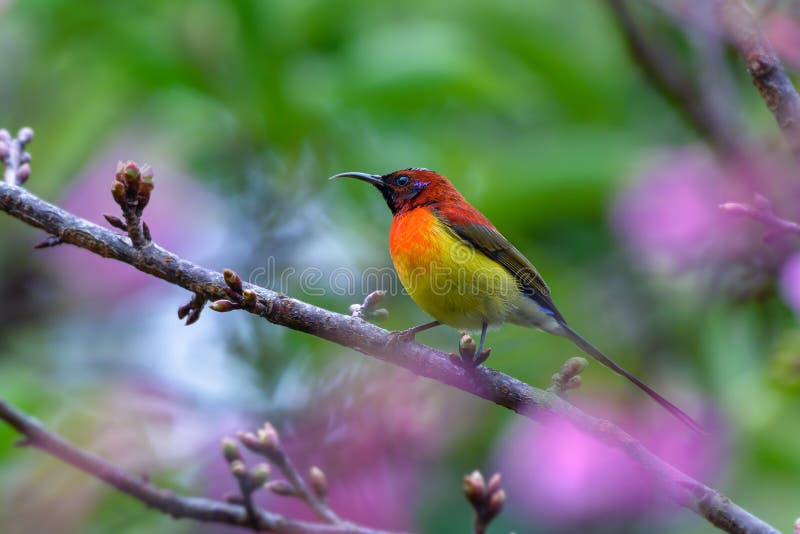 Mrs Gould-` S Sunbird Oder Aethopyga-gouldiae, Roter Vogel, Der an ...