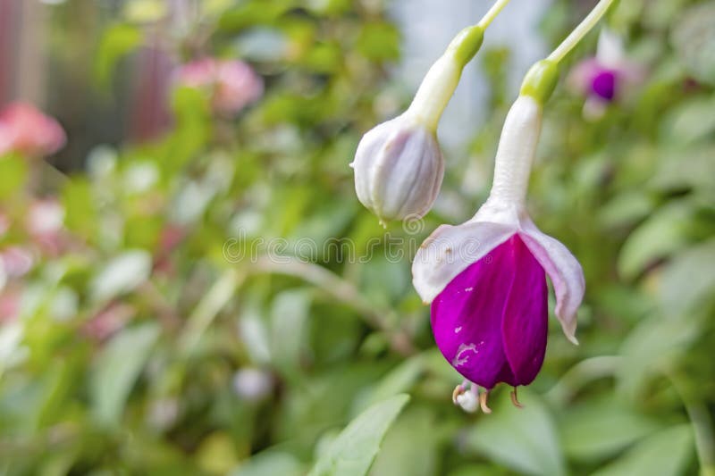 Popple Tree Stock Photos - Free & Royalty-Free Stock Photos from Dreamstime