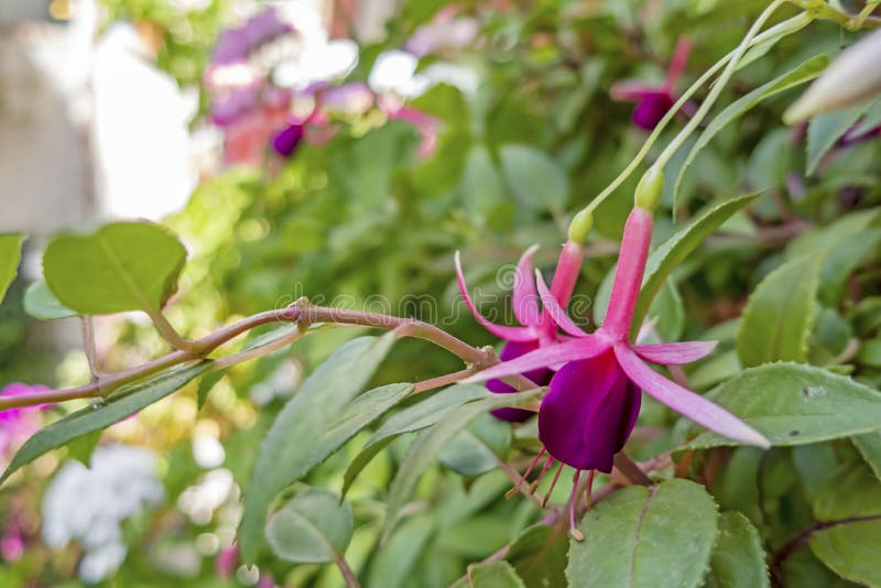 Popple Tree Stock Photos - Free & Royalty-Free Stock Photos from Dreamstime