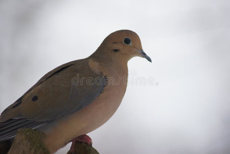 442 White Background Mourning Dove Stock Photos - Free & Royalty-Free ...