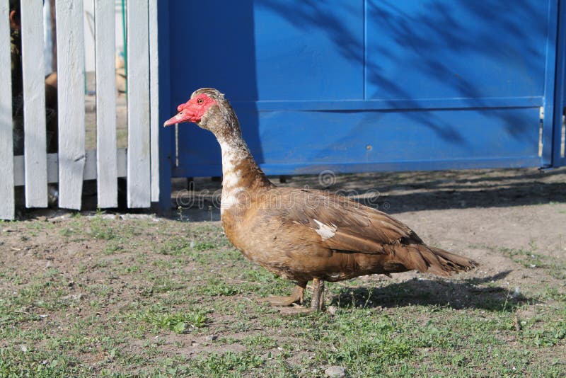 Ms turkey stock photo. Image of yard, agriculture, walking - 70457470