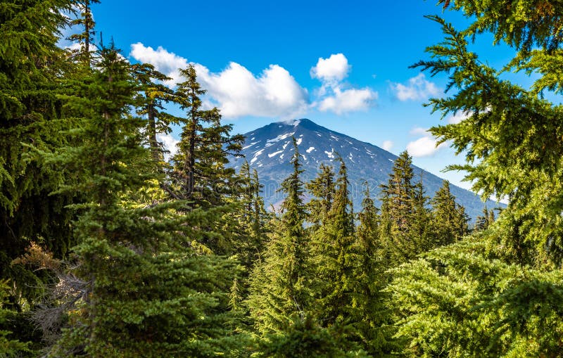 Mt Bachelor Peaking through the Forest from Broken Top Trail, Three Sisters Wilderness, Oregon ...