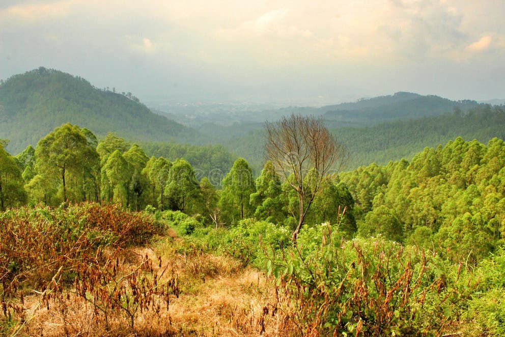 Mt Butak stock image. Image of mountain, tree, pujon - 70417633