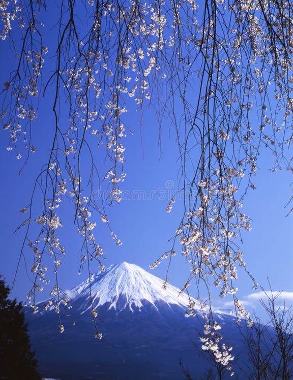 Mt fuji-370 stock photo. Image of outdoors, snow, branches - 4598906