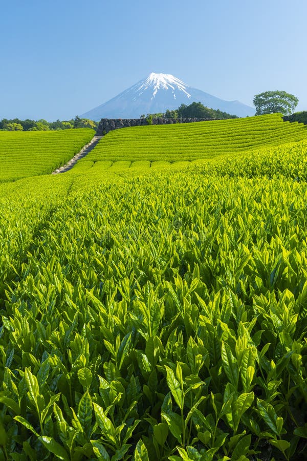 Mt Fuji and Tea Plantation Landscape Stock Image - Image of shizuoka ...