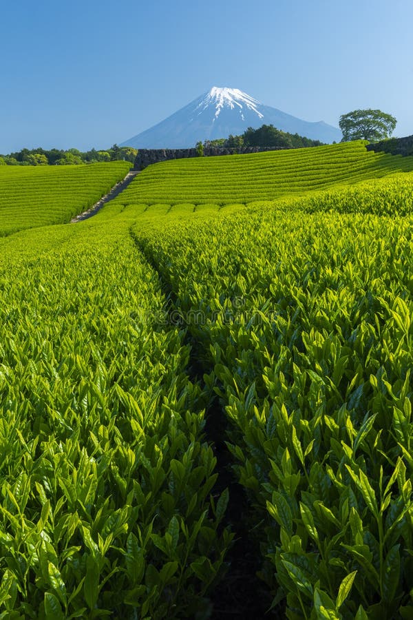 Mt Fuji and Tea Plantation Landscape Stock Photo - Image of shizuoka ...
