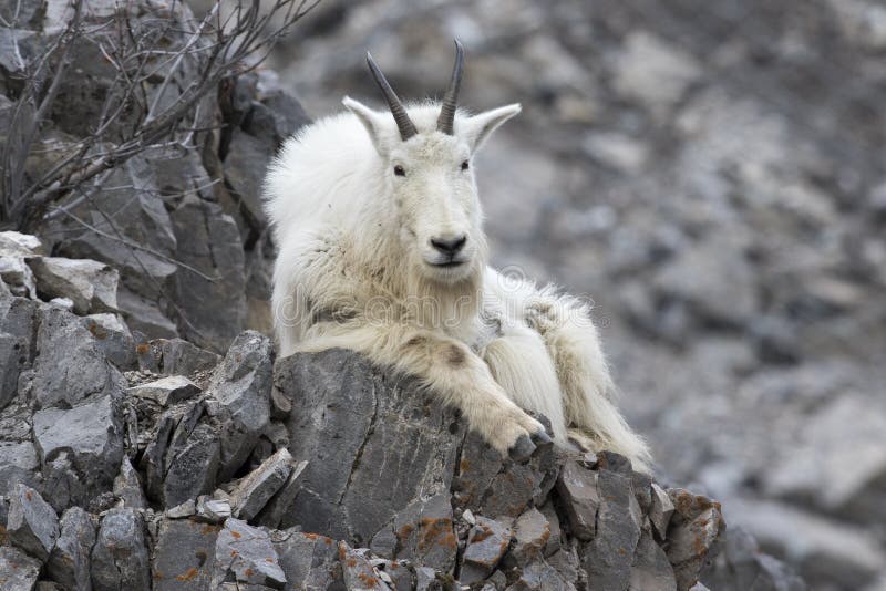 Goat on top of rock stock photo. Image of stone, rock - 132571010