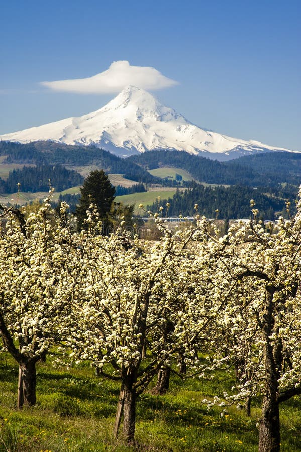 Mt Hood, Apple Orchards, Oregon Stock Image - Image of landscape ...