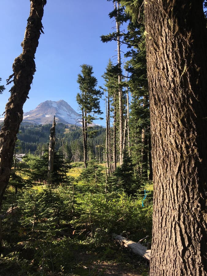 Mt Hood stock image. Image of fall, hiking, hood, trail - 100093437