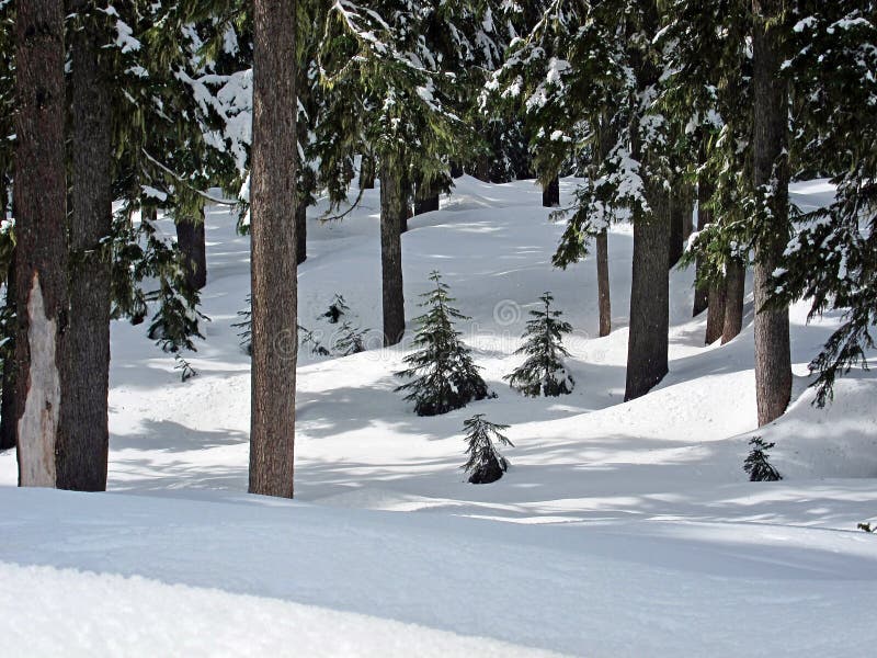 Mt Hood Snow Scene in Forest Stock Image - Image of firs, mountain ...