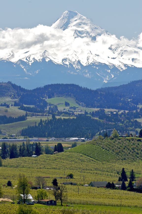 Mt Hood in Spring stock photo. Image of grow, outside - 2363202