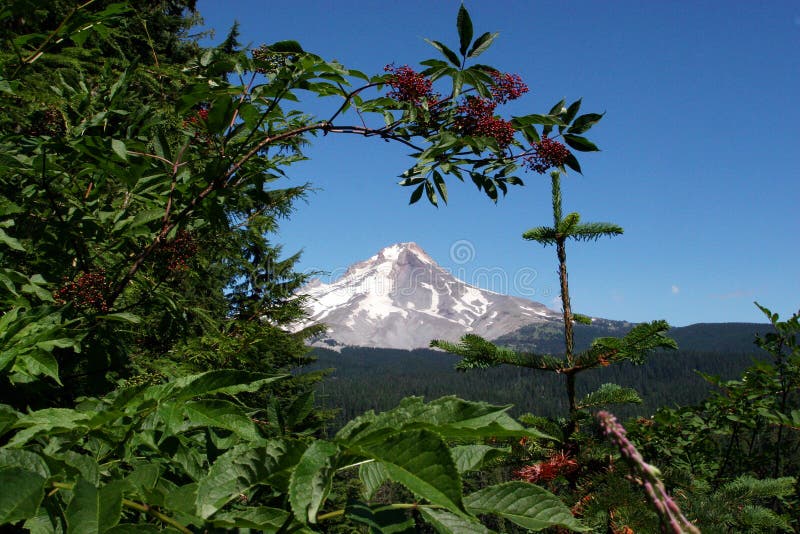 Mt. Hood in summer stock photo. Image of hood, mount, oregon - 3800250