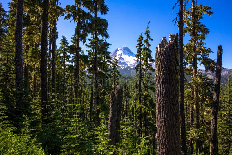 Mt. Hood through the trees stock photo. Image of forest - 43097962