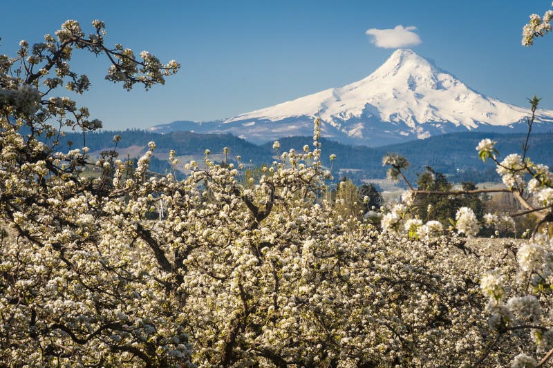 Mt Hood, Apple Orchards, Oregon Stock Photo - Image of apple, northwest ...