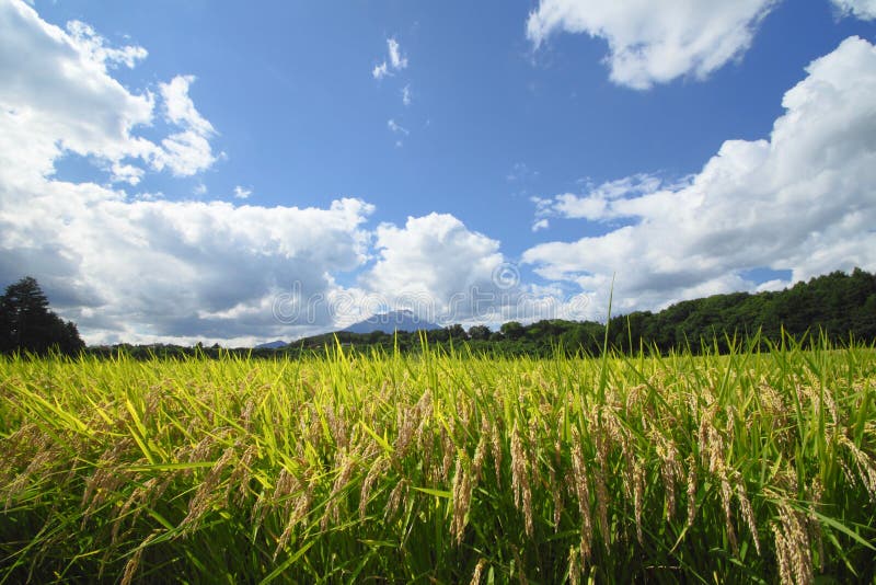 Mt.Iwate and Landscape of Rice Field Stock Image - Image of grain, gold ...