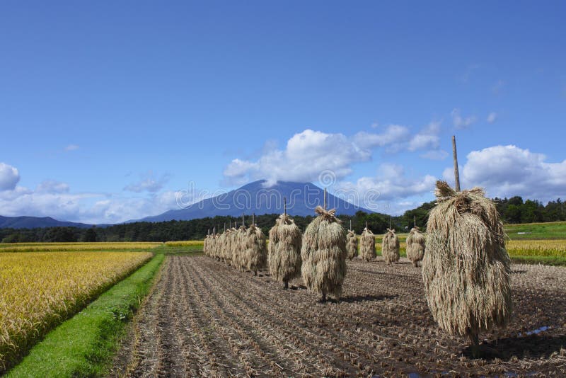 Mt.Iwate and Landscape of Rice Field Stock Image - Image of asian ...