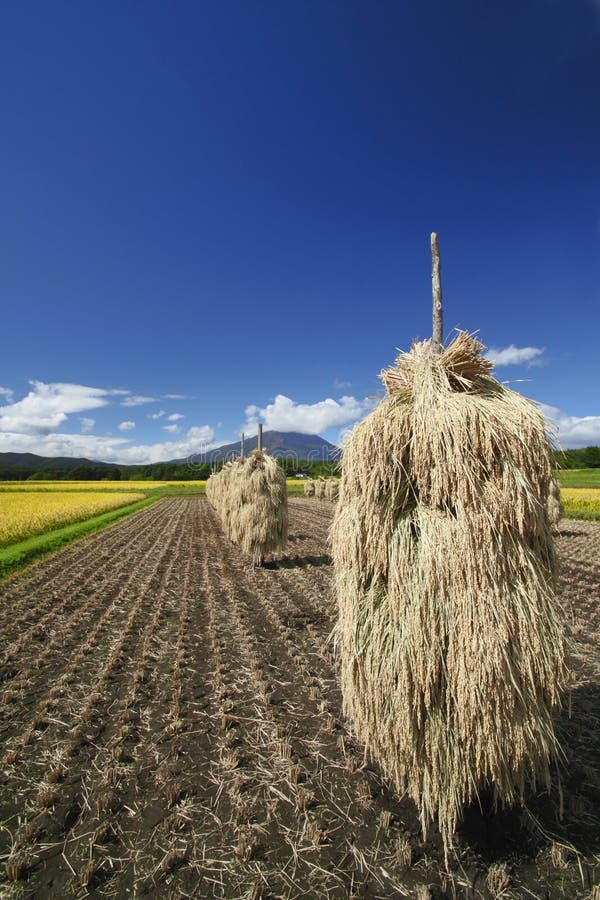 Mt.Iwate and Landscape of Rice Field Stock Image - Image of cloud ...