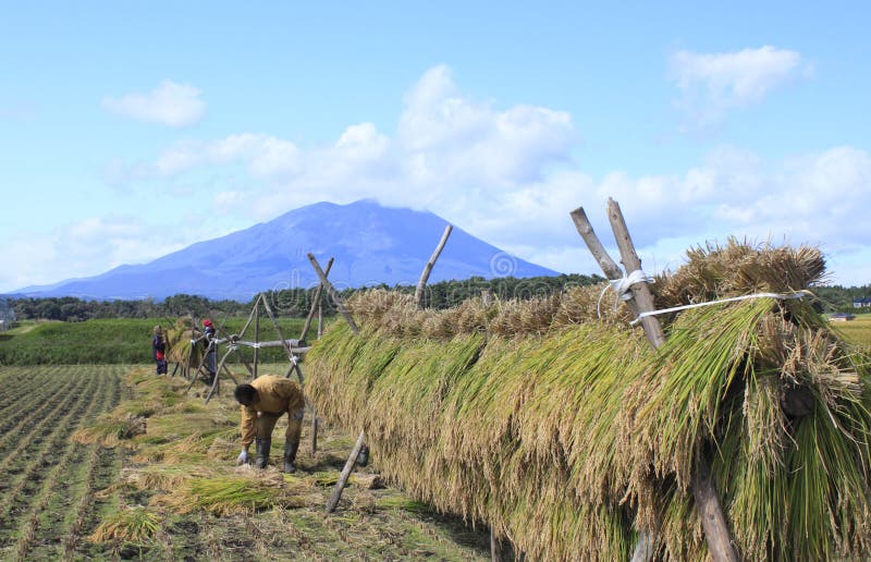 Mt.Iwate and Landscape of Rice Field Stock Photo - Image of farmland ...