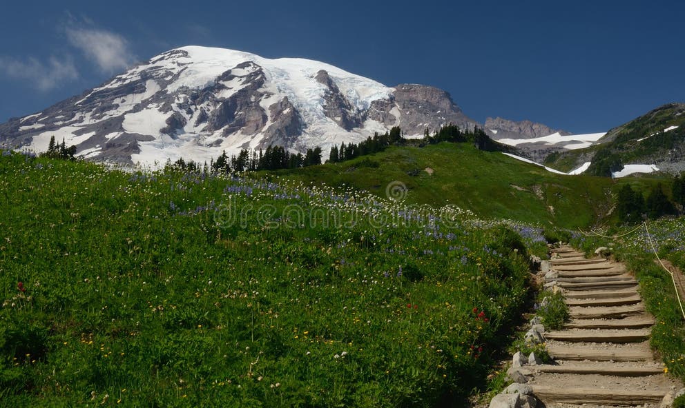Mt Rainer in spring stock photo. Image of rainier, stairway - 26121654