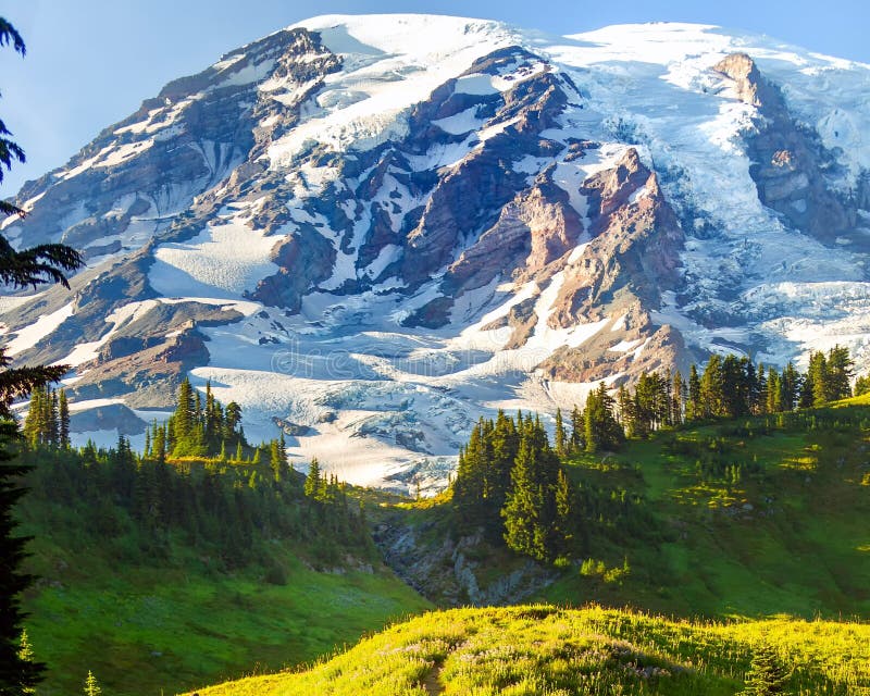 Mt Rainier with Meadows and Alpine Forest Stock Image - Image of ...