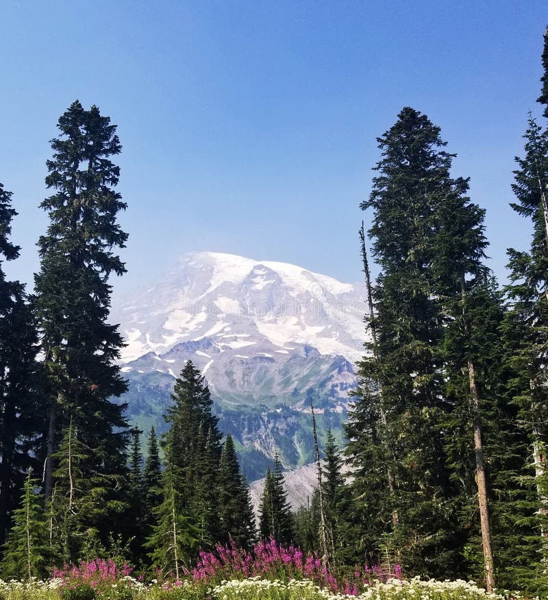 Mt. Rainier National Park stock image. Image of park - 125393321