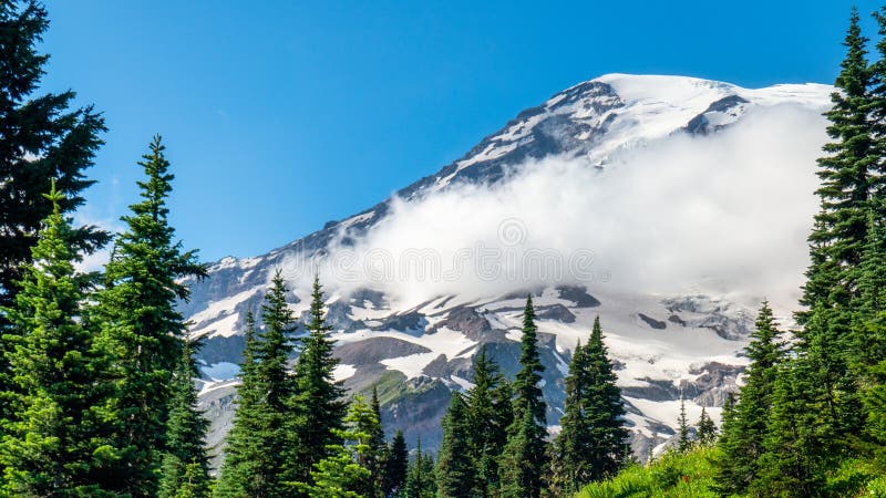 Mt. Rainier Framed by Pine Trees at Mt Stock Photo - Image of pine ...