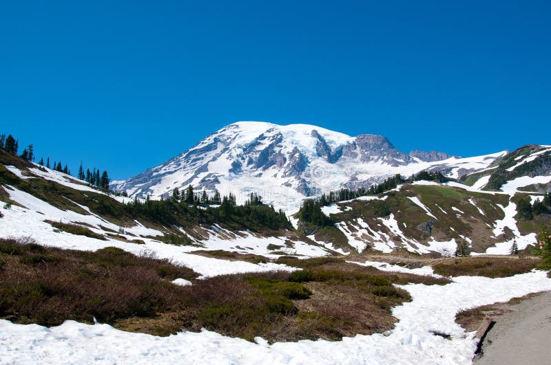 Mt. Rainier Scenic Landscape Stock Photo - Image of bloom, mountainside ...