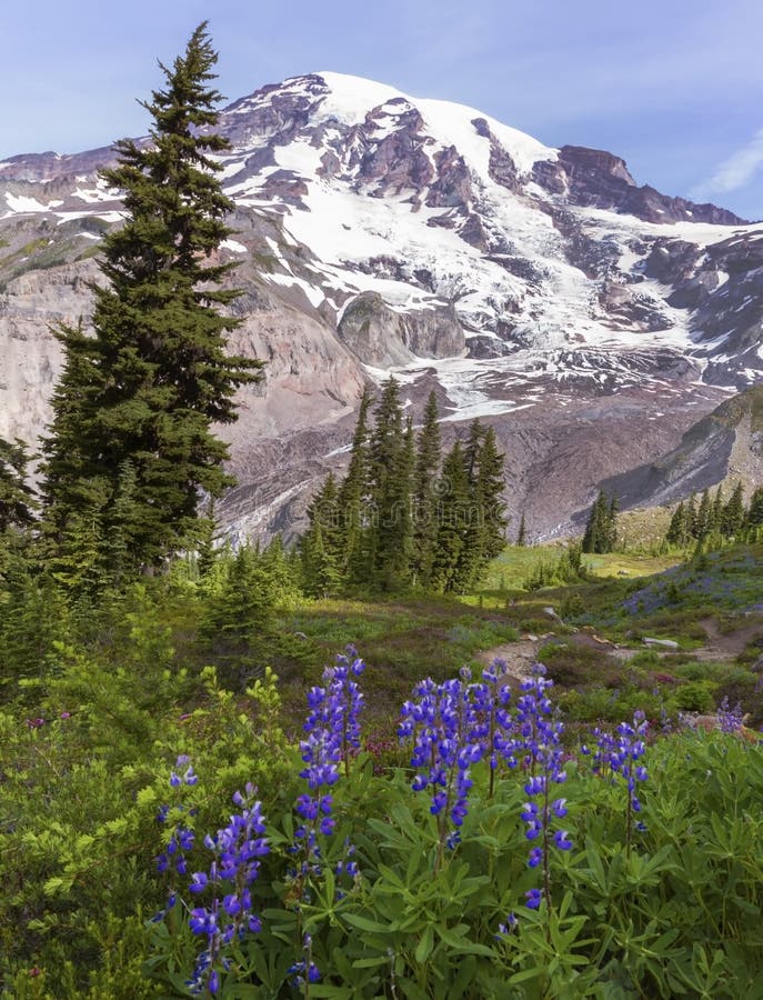 Mt Rainier in Summer stock photo. Image of rainier, pacific - 75772394